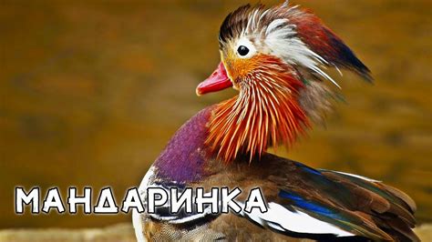 Удивительная Мандаринка. Тайны и красота утки-Мандаринки - YouTube