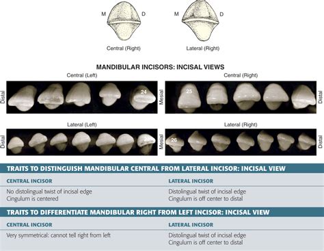 arch traits that differentiate mandibular from maxillary incisors