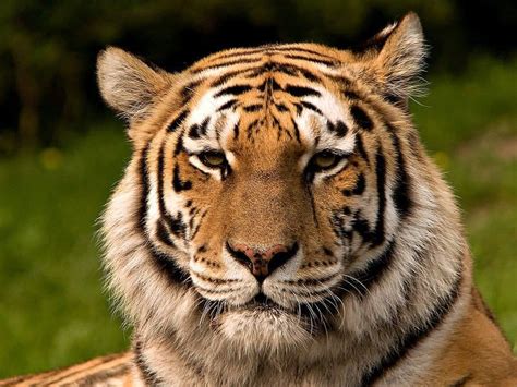 Tiger Subspecies Chart
