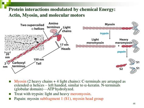 Ppt Chapter 5 Protein Function Powerpoint Presentation Free Download
