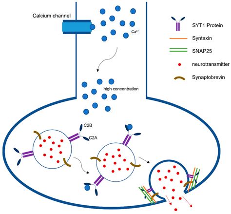 Synaptotagmin Isoforms And Syt1 Function Encyclopedia Mdpi