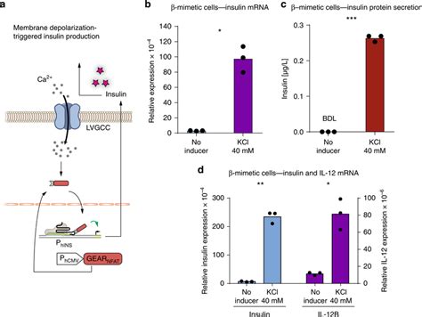 Rewiring Intracellular Calcium Signaling To Genomic Targets A Membrane Download Scientific