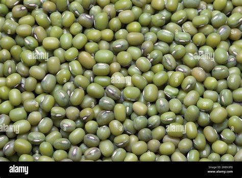 Mung Beans Dry Vigna Mungo Phaseolus Mungo Jerusalem Beans
