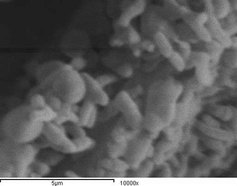 Light Micrographs A Andscanning Electron Micrographs B C Of Region