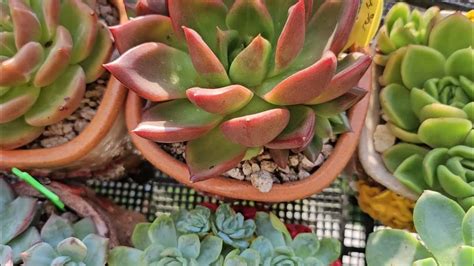 8월17일 말복도 지났으니 이제 가을을 기다리는 베란다 다육이들 Youtube