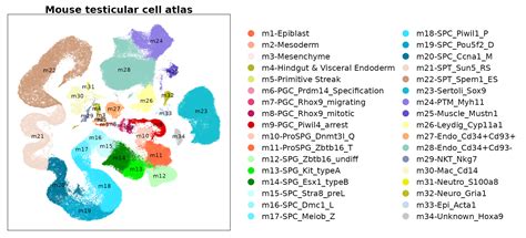 Build Reference Model For Mouse Testicular Cell Atlas • Projectsvr