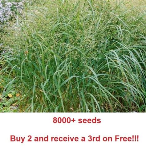 8000 Switchgrass Seeds Native Tall Grass Prairie Ornamental Perennial