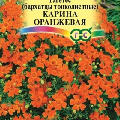 Бархатцы Карина оранжевая: описание и характеристики сорта бархоток ...