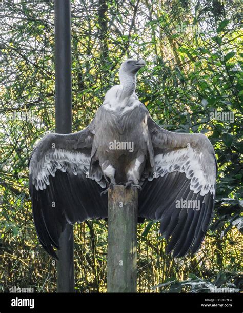 Folded Bird Wings