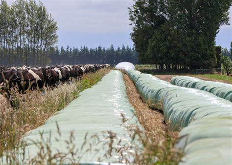 Cost Effective Silage Preservative Steals Oxygen…not Feed Dbc Tailor Made Feeding Solutions