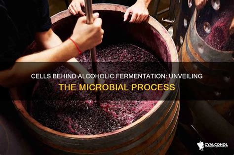 Cells Behind Alcoholic Fermentation Unveiling The Microbial Process