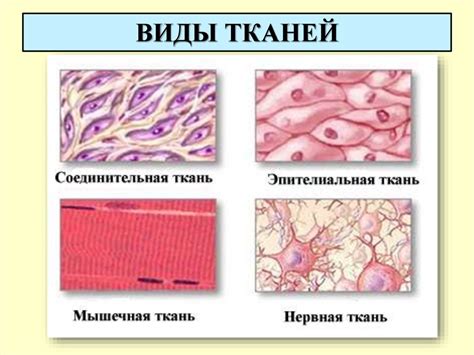 Ткани 2 часть Соединительная ткань Online Presentation