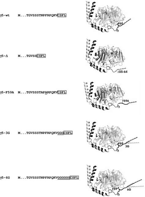 Diagrammatic Representation Of The G Protein 1 5 Mutant C Terminal