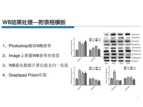 【wb结果处理】wb蛋白条带处理及数据量化（western Blot），image J分析wb条带图，wb柱状图作图，附表格模板 小莊小 研究生建议 哔哩哔哩视频