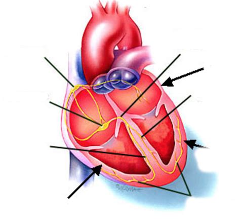 Electrical Impulse Of The Heart Structure And Function Of The Heart Parts Of An Ecg Cardiac
