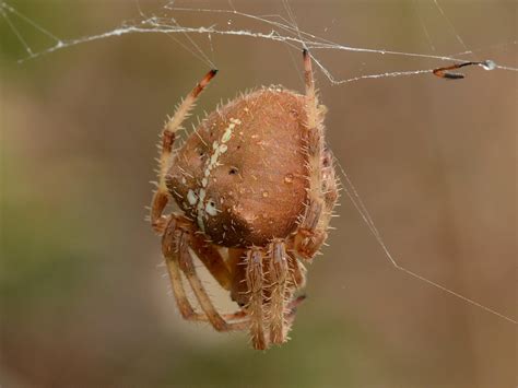 Large Bottlecap Size Cat Faced Spider Araneus Gemmoides … Flickr