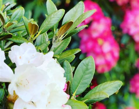 Rundvisning Schackenborg Slot