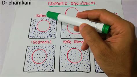 Renal Physiology 16 Isosmotic Vs Isotonic Hypotonic Vs Hypo Osmotic