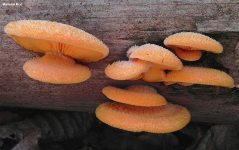Phyllotopsis Nidulans Mushroomexpertcom