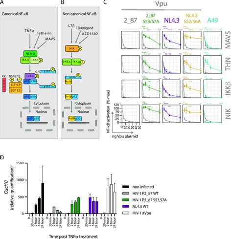 Differential Dysregulation Of β Trcp1 And 2 By Hiv 1 Vpu Leads To Inhibition Of Canonical And