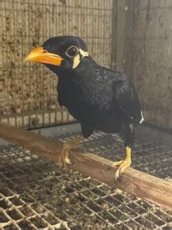 Greater Hill Mynah For Sale