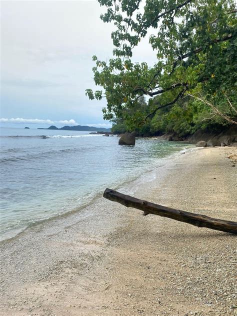 Picture Of The Beauty Of The Beach With Old Tree Trunks Stock Image Image Of Beauty Tree