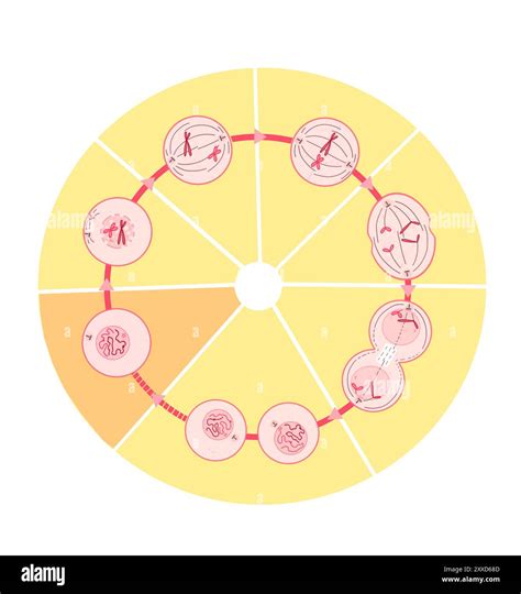Mitosis Illustration Mitosis Is The Process By Which A Cell