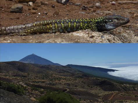 Trait Diversity And Environmental Variation Sex Matters Ecography
