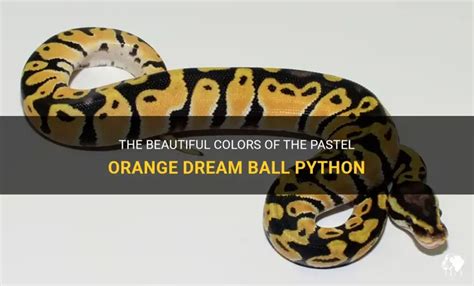 The Beautiful Colors Of The Pastel Orange Dream Ball Python Petshun