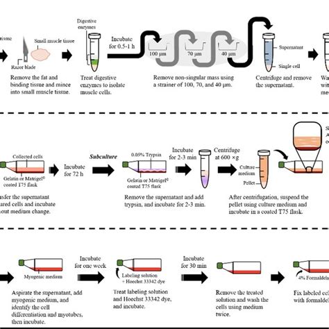 Overview Of Muscle Satellite Cell Culture Download Scientific Diagram
