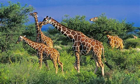 4 Species Of Giraffe Explained How Scientists Rethought The