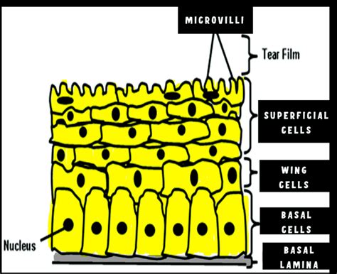 Anatomy Of Cornea Comprehensive Yet Simple Insight Ophthalmology