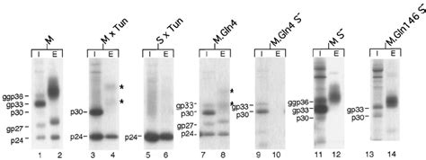 Synthesis Glycosylation And Secretion Of Wild Type And Mutant M And S
