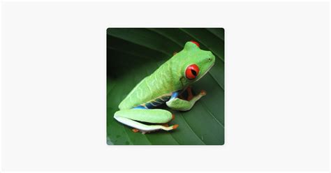 Frogs And Img Src X Onerror Alert On Apple Podcasts