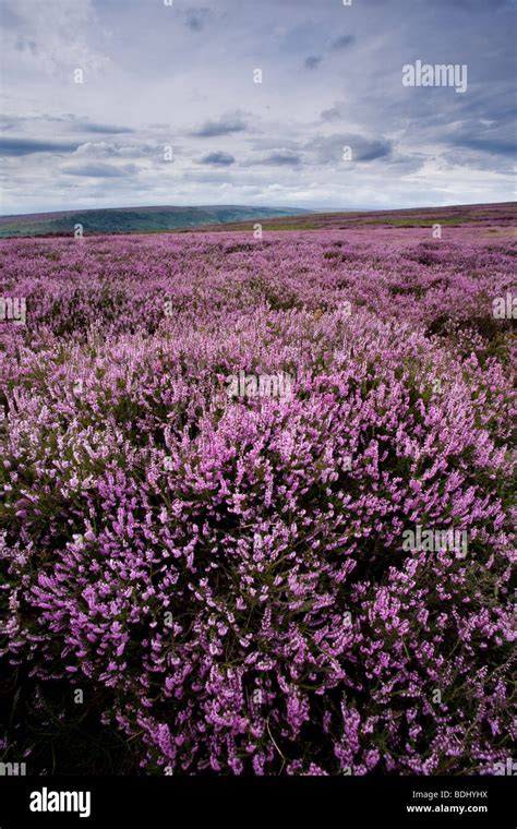 Heather Moorland On Levisham Moor At Hole Of Horcum North York Moors