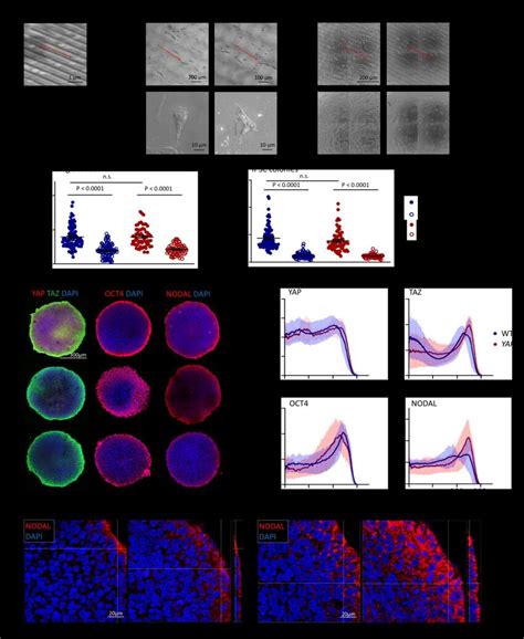 Yap Ipsc Colonies Grow On Sub µm Surface Structures And