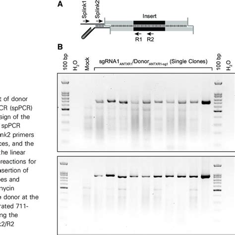 Donor Design And Application For Puromycin Selection Mediated