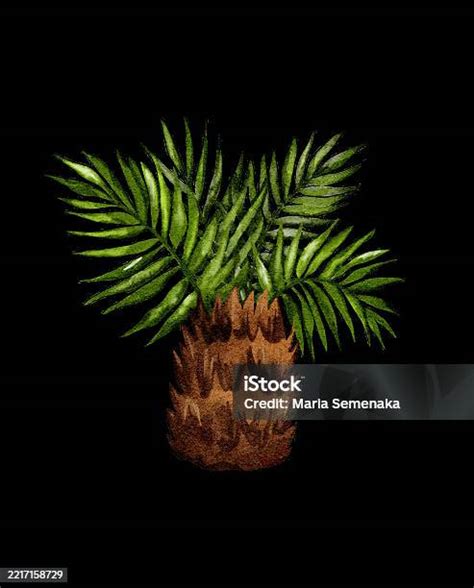 녹색 야자수 코코넛 나무 클립 아트 수채화 손으로 그린 꽃 정글 그림이 배경에 고립되어 있습니다 디자이너 엽서 인사말 생일 달력 월페이퍼 포장지 Scr 0명에 대한 스톡