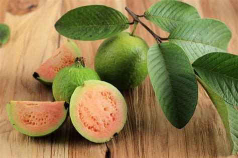 How To Plant Guava Seeds Germinating Guava Seed In Pot