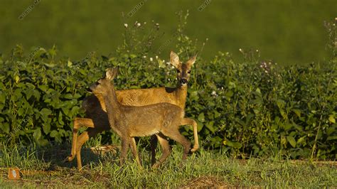 Rehgeiss Mit Kitz Bild Bestellen Naturbilder Bei Wildlife Media