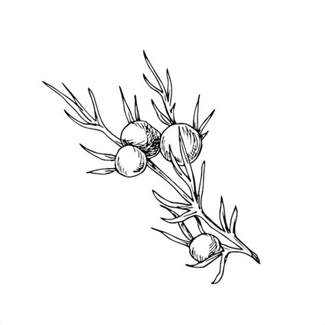 Premium Vector Vector Juniper Branch Line Illustration Botanical