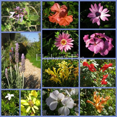 Elephants Eye In The Pond Grows With Junes Winter Flowers