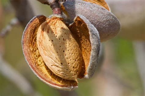 How And When To Prune Almond Trees Gardeners Path