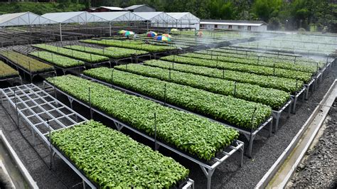 The Expansion And Upgrade Of Our Nursery