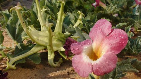 Devils Claw Uses Dosage Side Effects