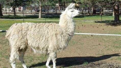 Llama Attack Human