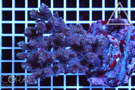Acropora Millepora Coral Zone