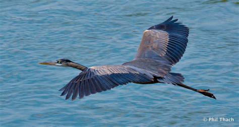 Majestic Great Blue Heron In Flight Great Blue Heron Flying Over Water