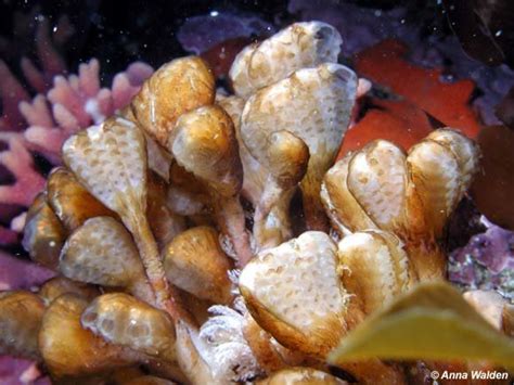 Subphylum Urochordata
