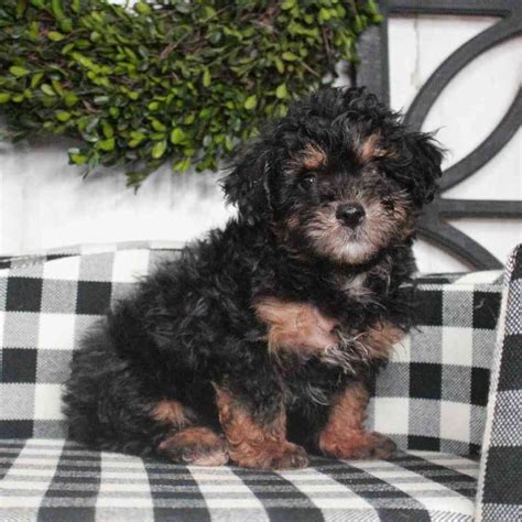 Black Maltipoo Puppies